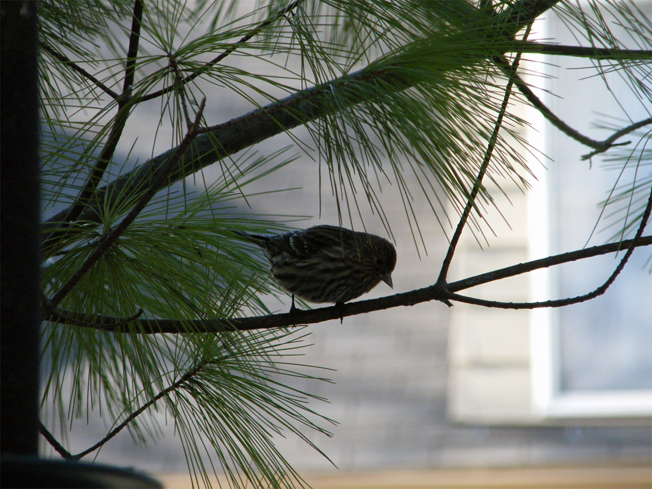 Pine Siskins in Pine – Michigan Birder