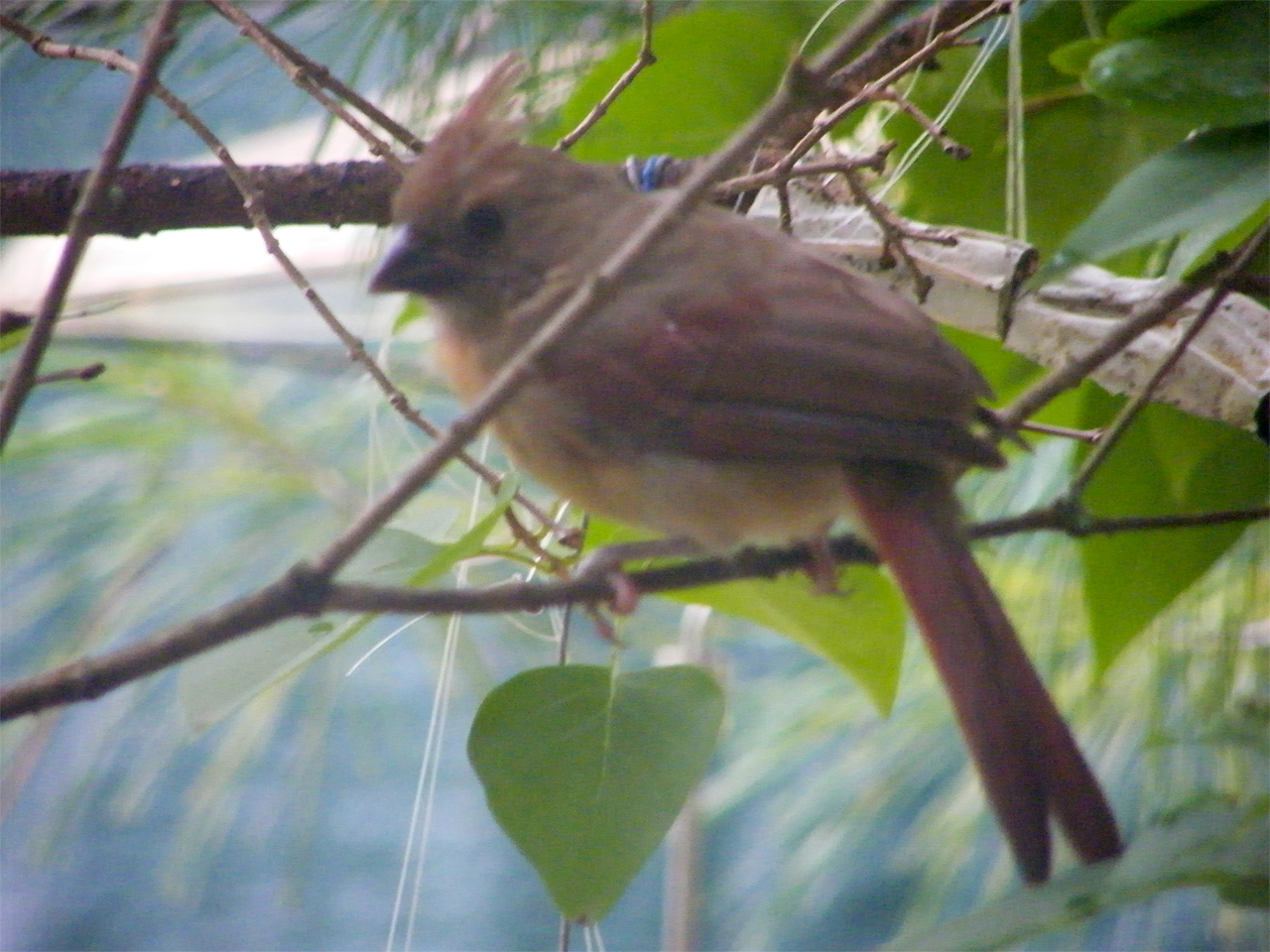 Juvenile Northern Cardinals – Michigan Birder